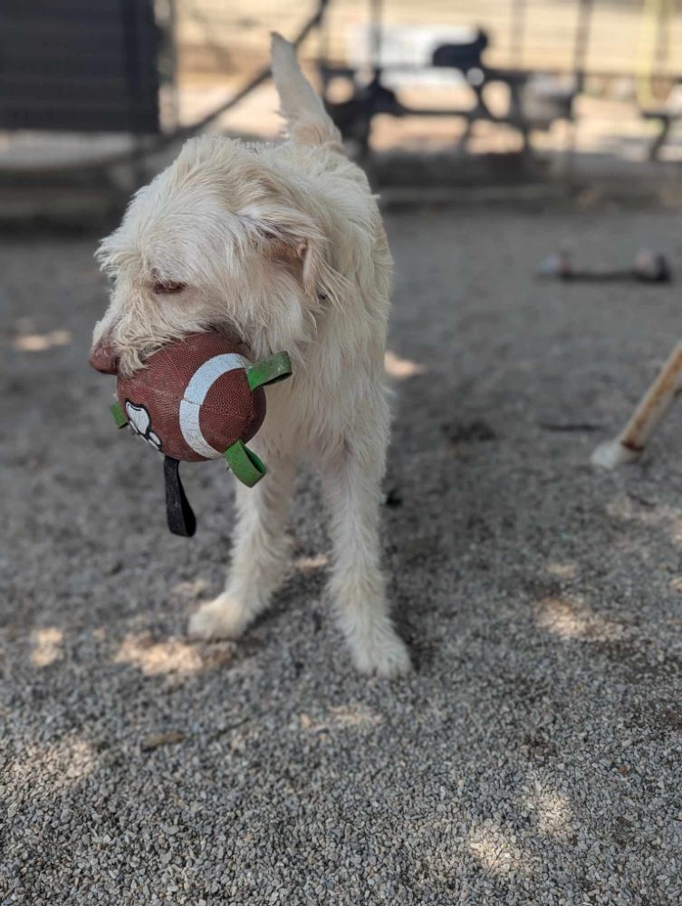 DEAN DOG & CAT BOARDING - Updated July 2025 - Request Information - 24 ...