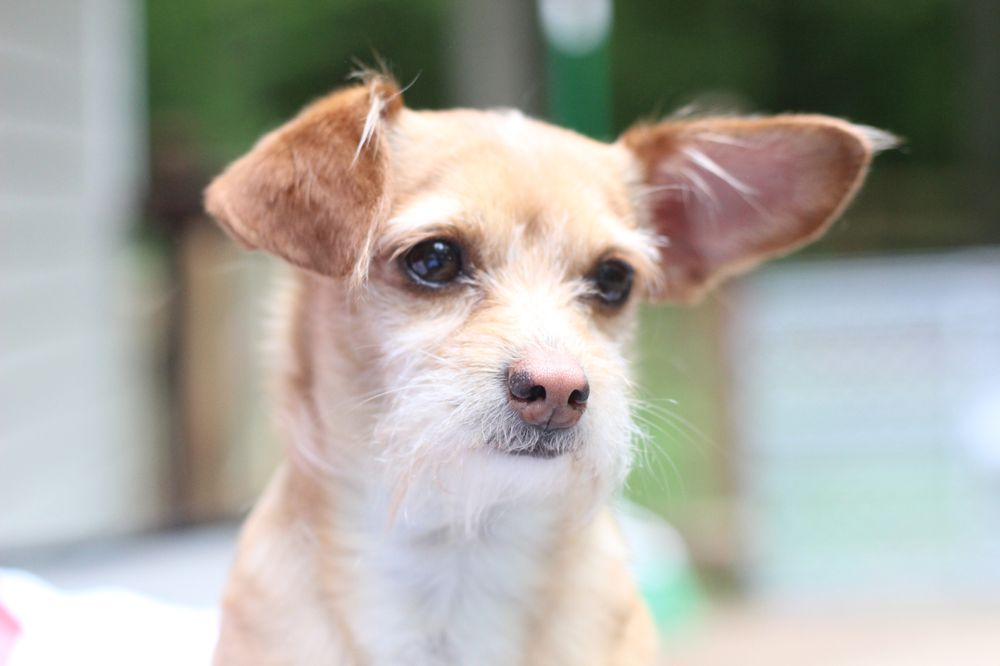 OLD DOMINION HUMANE SOCIETY - Updated November 2024 - 17 Photos & 23 ...