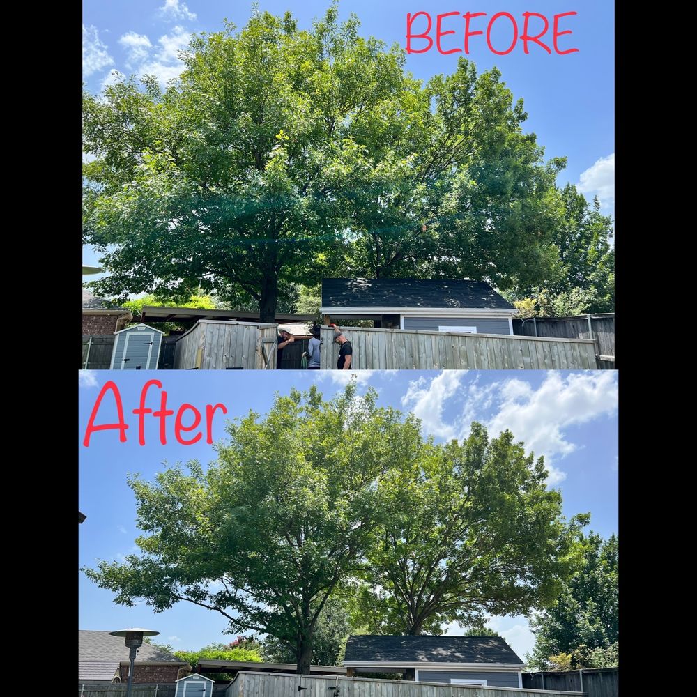 PARAMOUNT TREE CARE - Updated October 2025 - 19 Photos & 13 Reviews ...