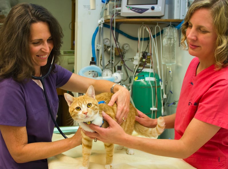 OCEANSIDE VETERINARY CLINIC - Updated January 2026 - 17 Photos & 32 ...