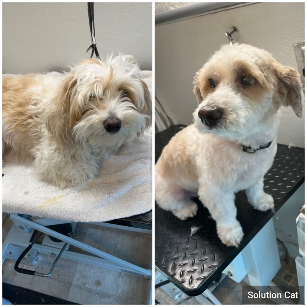 PET SPLASH MOBILE GROOMING - Updated September 2025 - 11 Photos - Glen ...