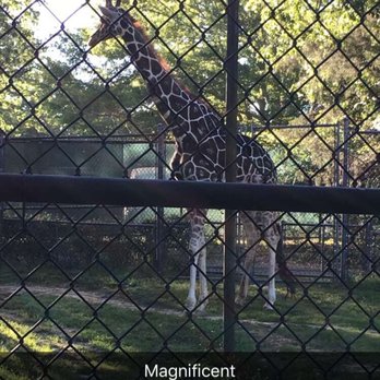 JACKSON ZOOLOGICAL PARK - Updated May 2024 - 92 Photos & 25 Reviews ...