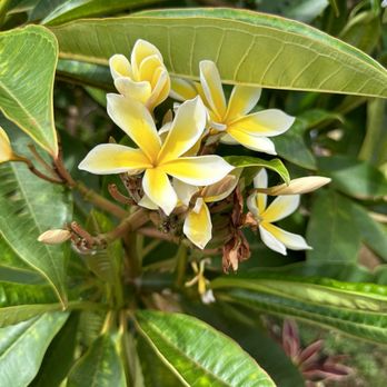 KAUAI SUGARLOAF PINEAPPLE - Updated December 2025 - 89 Photos & 39 ...