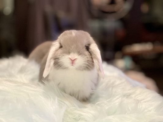 BUNNY LODGE RABBITRY - Updated January 2026 - 32 Photos - San Diego, California - Pet Adoption ...