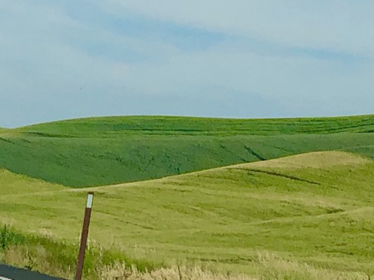 THE PALOUSE SCENIC BYWAY - 14 Photos - 415 N Grand Ave, Pullman, WA - Yelp