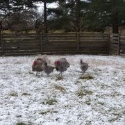 SLATE RUN LIVING HISTORICAL FARM - 34 Photos & 11 Reviews - 1375 ...