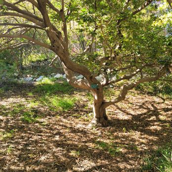 UCLA MATHIAS BOTANICAL GARDEN - Updated May 2025 - 440 Photos & 109 ...