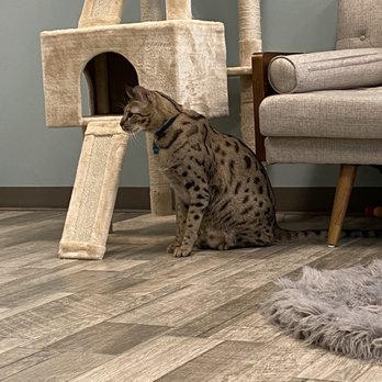 MEOWS CORNER - Updated October 2025 - 47 Photos & 39 Reviews - 21435 ...