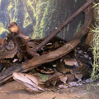 SNAKE DISCOVERY A REPTILE EXPERIENCE - Updated October 2025 - 44 Photos ...