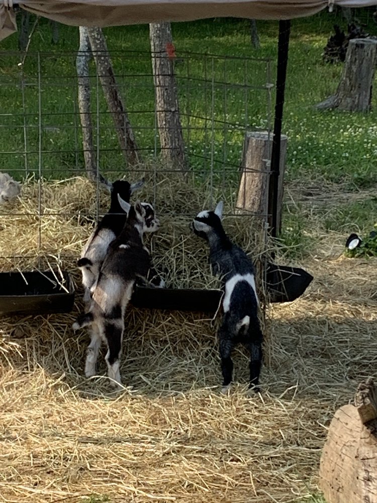 ROWANDALE GOAT FARM - Updated May 2026 - 15 Photos - 7942 Hayes Hollow ...
