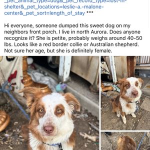 PERFECT PETS - Updated January 2026 - 68 Photos & 103 Reviews - 6840 S ...