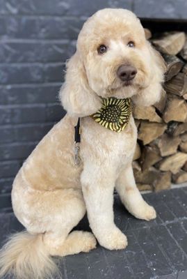 K9 BATH BODY & BOARDING - Updated August 2024 - 41 Photos & 12 Reviews - 28669 Hardiman Rd ...