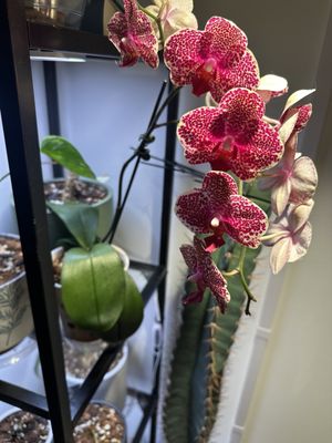 NOBLE PLANTS - Updated December 2025 - 49 Photos & 96 Reviews - 106 W ...