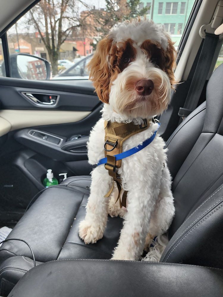 PORTLAND DOG TRAINER BY NICOLE FLOWERS - Updated December 2025 - 26 ...