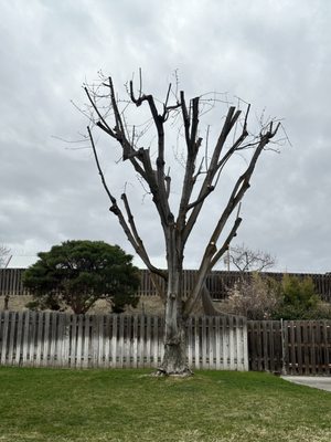 ELITE TREE SERVICE - Updated June 2025 - 16 Photos - 115 NW Boardman ...