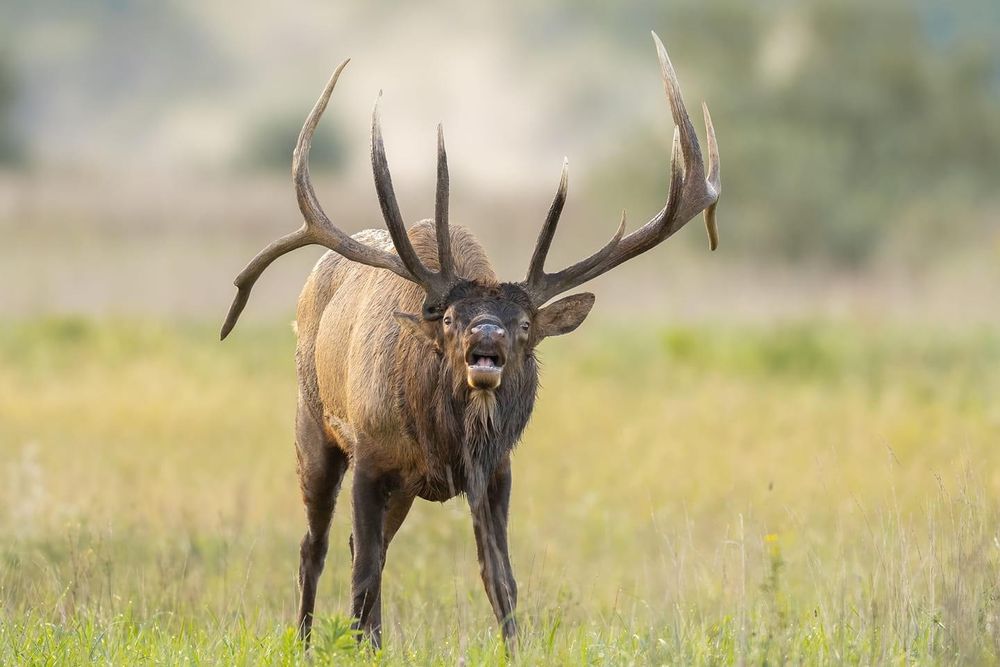 Trophy Rack Lodge - Trusted Since 2024 - Updated July 2025 - 15 Photos ...