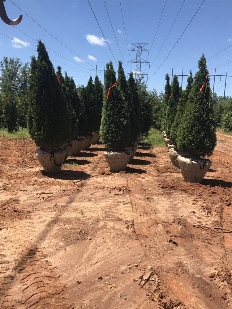 IKTHUS TREE FARMS - Updated March 2025 - 14 Photos - Palmetto, Georgia ...