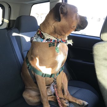 EMBARK PET SPA - Updated December 2025 - 44 Photos & 80 Reviews - 1208 ...