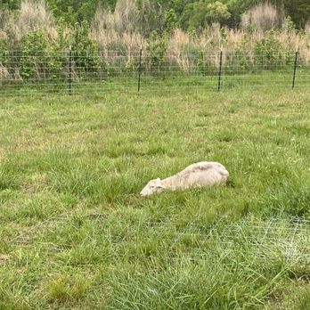 CALHOUN STOCKYARD - Updated October 2025 - 2270 Rome Rd SW, Calhoun ...