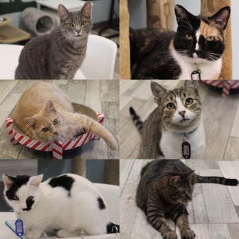 MEOWS CORNER - Updated July 2025 - 47 Photos & 38 Reviews - 21435 ...