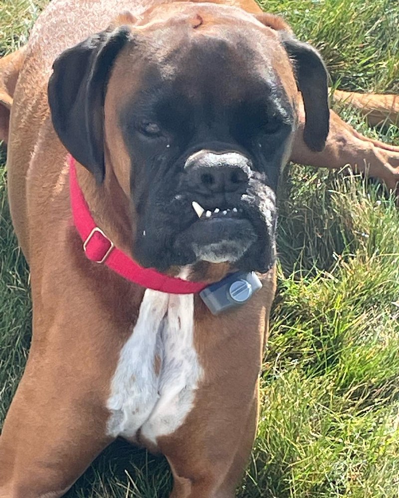 LUV FOR ANIMALS - Updated July 2025 - 1187 W 132nd Ln, Crown Point, Indiana - Pet Sitting ...