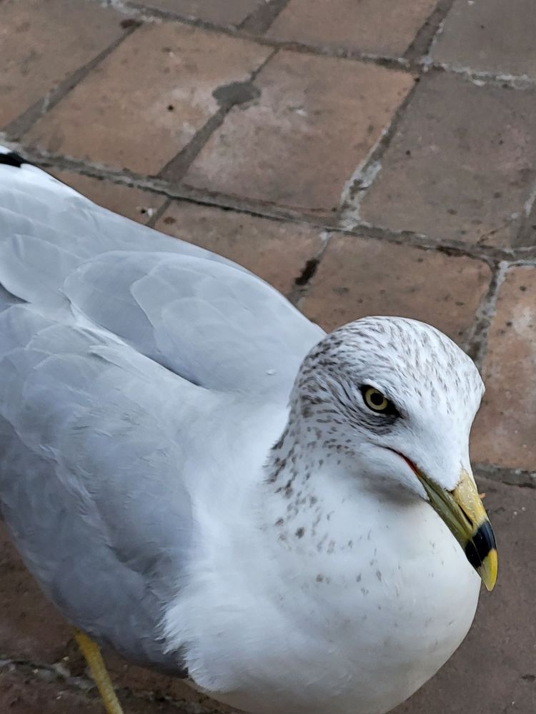 VIVO - Updated July 2025 - 12 Photos & 32 Reviews - 11950 Country ...