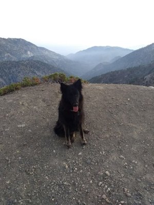 DAVID UTTER DOG TRAINING & BEHAVIOR MODIFICATION - Updated July 2025 ...