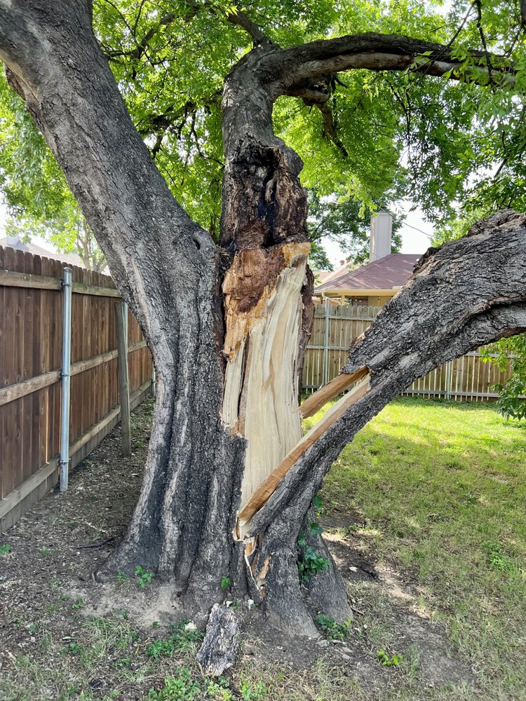 DURAN TREE CARE - Updated March 2025 - 610 Uptown Blvd, Cedar Hill ...