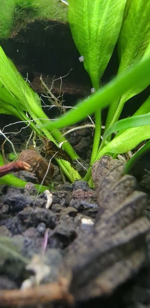 FISH FIEND AQUASCAPING LIVESTOCK - Request Information - 18 Photos ...