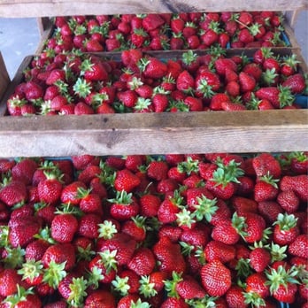 STELLA FARMS - Updated June 2024 - 20 Photos & 27 Reviews - 459 New ...