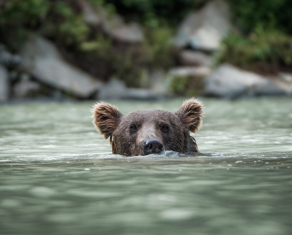 ALASKAN ADVENTURE GUIDES AND OUTFITTERS - Updated July 2025 - 27 Photos ...