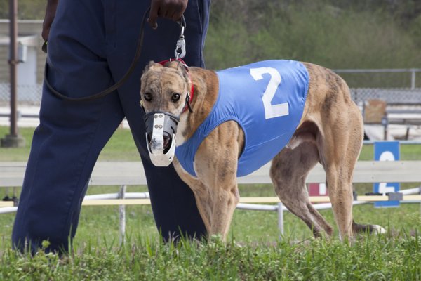 MOBILE GREYHOUND PARK - Updated September 2025 - 12 Photos - 7101 Old ...