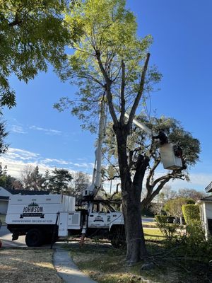 JOHNSON TREE SERVICE - Updated October 2025 - 31 Photos & 42 Reviews ...