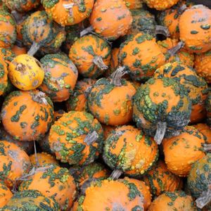 KNUTSON FARMS - Updated November 2024 - 95 Photos & 33 Reviews - 16406 ...