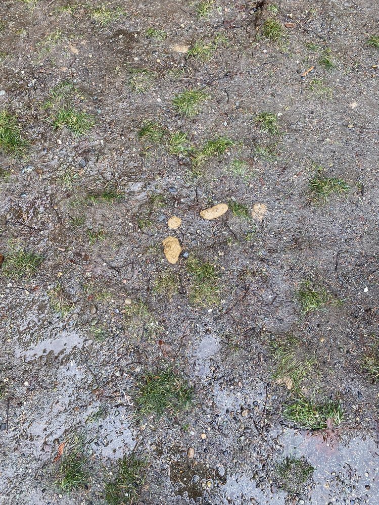 LYNNDALE OFF LEASH DOG AREA - Updated August 2025 - 14 Reviews - 7524 ...