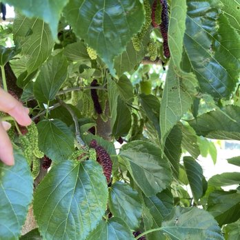 VERY MULBERRY - Updated May 2025 - 214 Photos & 41 Reviews - 501 ...