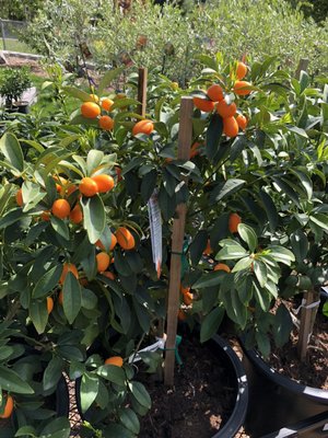 RESTORING EDEN - 37 Photos & 21 Reviews - Nurseries & Gardening - 3503 ...