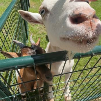 HUDDIN HOMESTEAD FUN FARM - Updated October 2025 - 45 Photos - 1666 ...