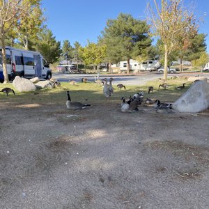 WINE RIDGE RV RESORT & COTTAGES - Updated May 2025 - 177 Photos & 97 ...