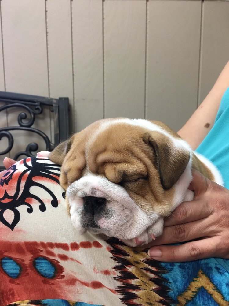 SCHMUNK JAMES G DVM - Highway 52, Welcome, NC - Yelp