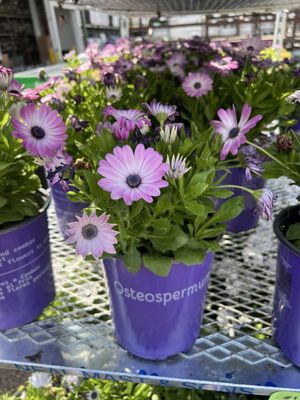 MENARDS - Updated October 2025 - 13 Photos & 11 Reviews - 5150 Highway ...