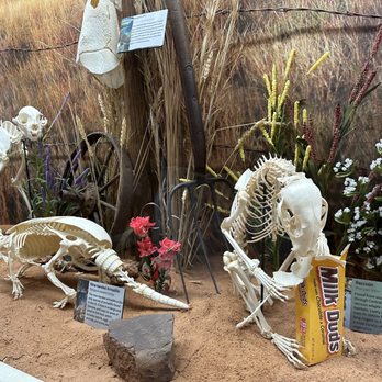 SKELETONS MUSEUM OF OSTEOLOGY - Updated March 2025 - 543 Photos & 157 ...
