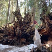 CALAVERAS BIG TREES STATE PARK - 965 Photos & 302 Reviews - Parks ...