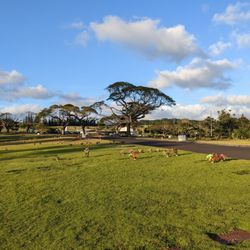 MILILANI MEMORIAL PARK & MORTUARY - 376 Photos & 74 Reviews - 94-560 ...