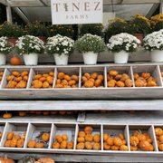 TINEZ FARMS - 225 Photos & 29 Reviews - 16405 SW 177th Ave, Miami, FL ...