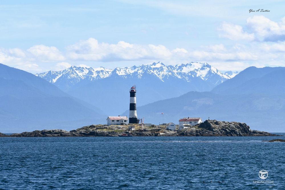 SPRINGTIDE WHALE WATCHING & ECO TOURS - Updated January 2026 - 40 ...