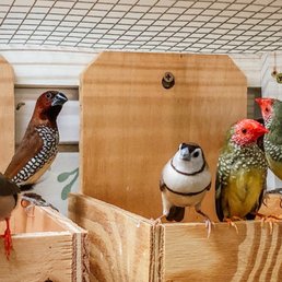Magnolia Bird Farm - 121 Photos & 149 Reviews - Pet Stores - 8990 ...