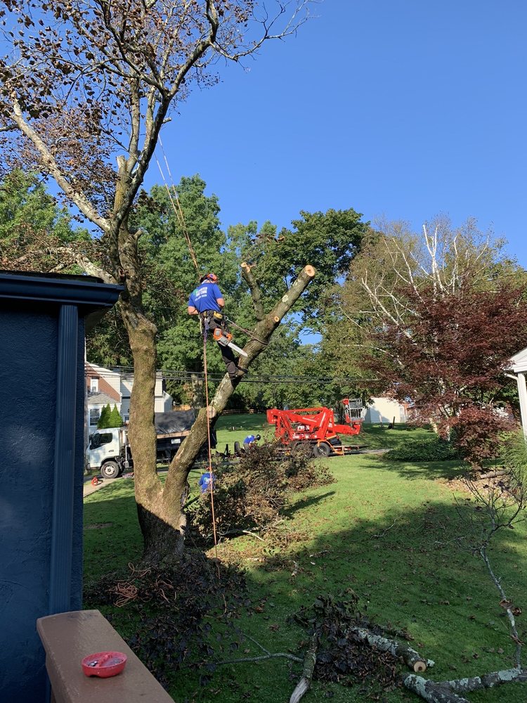 ELEVATED TREE CARE - Updated August 2025 - Pittsburgh, Pennsylvania ...