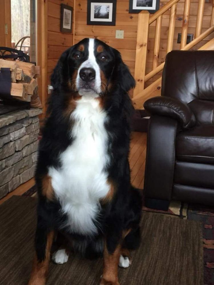 SMOOCH POOCH DOG WASH - Updated October 2025 - 11 Photos - 158 Josh ...