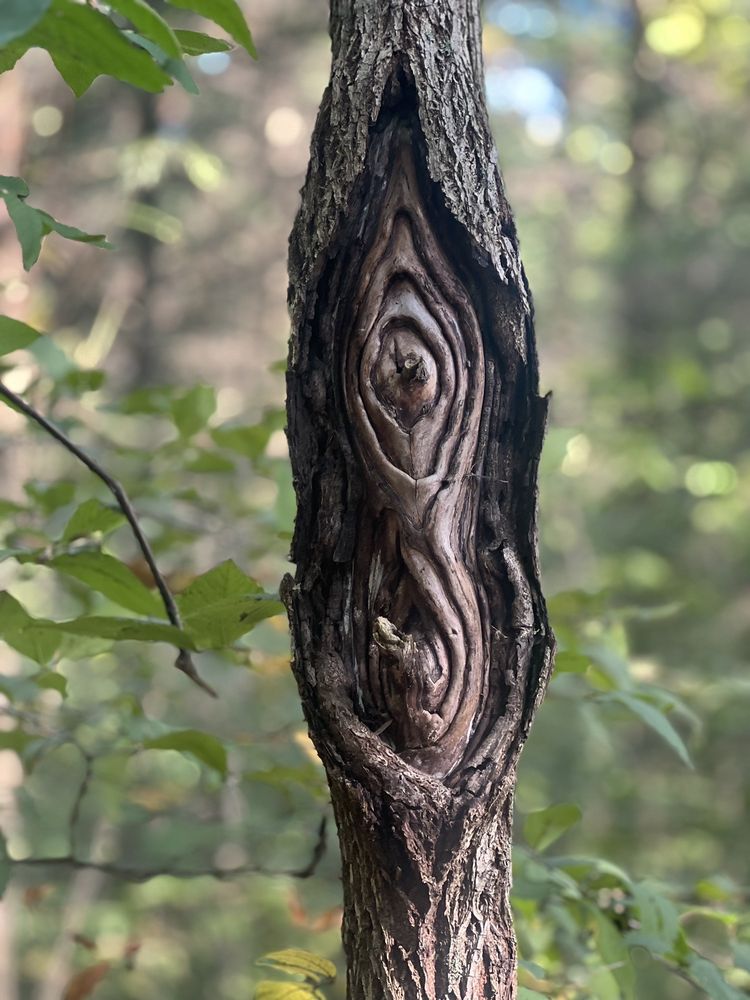 VANCE TRACT - Updated December 2025 - 4561 Wellington 35, Puslinch ...